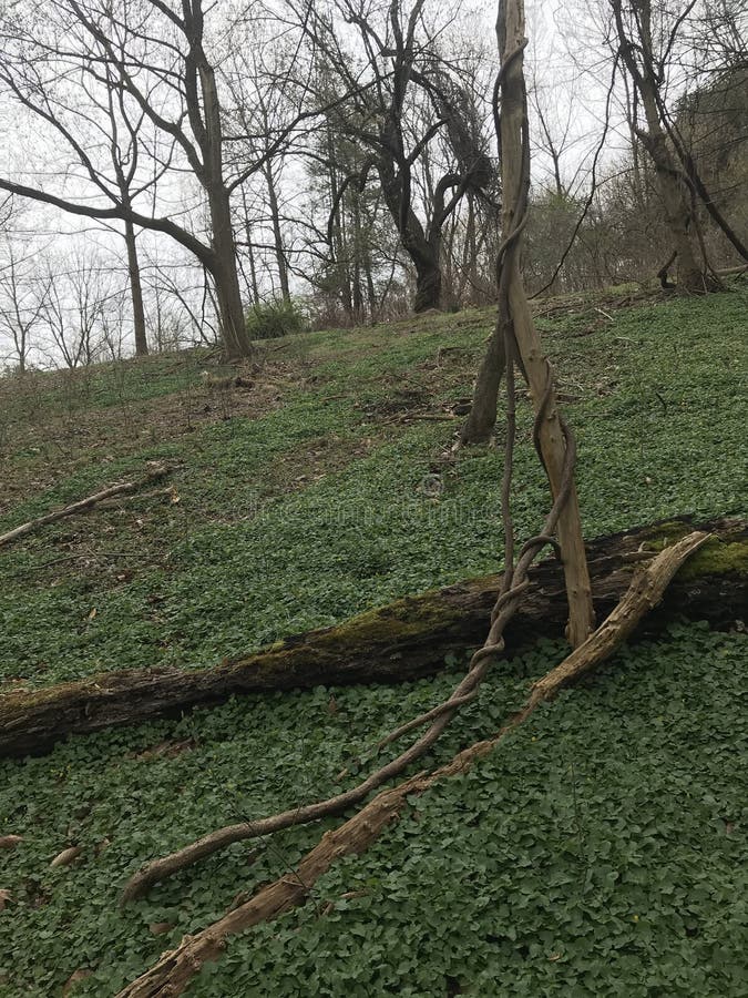 Tangled tree stock image. Image of tree, tangled, ground - 178938719