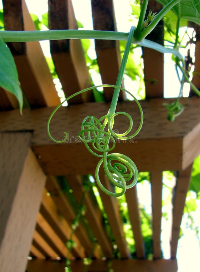 Old Dry Vine Tendrils on Wire. Stock Image - Image of plant, detail ...