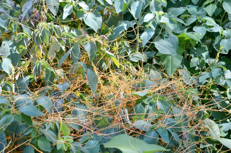 Parasitic Dodder stock photo. Image of grammica, cuscuta - 28242