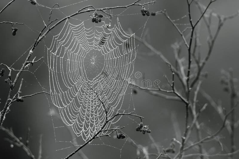 Tangled Web stock image. Image of white, black, nature - 16517059