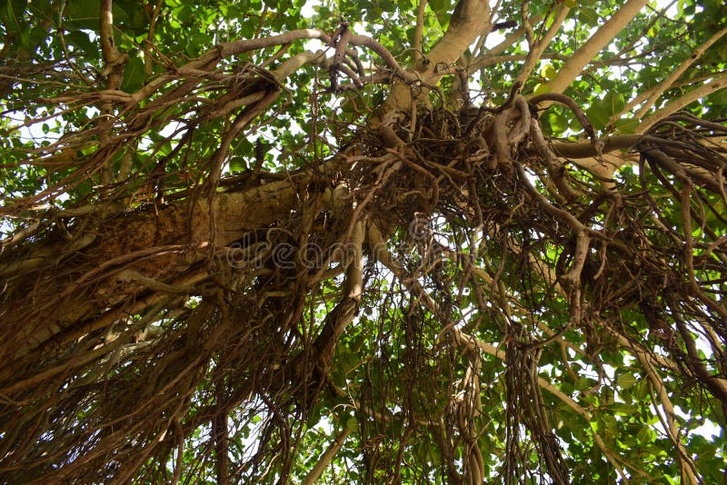 Tangles of banyan tree stock photo. Image of banyan - 140632594