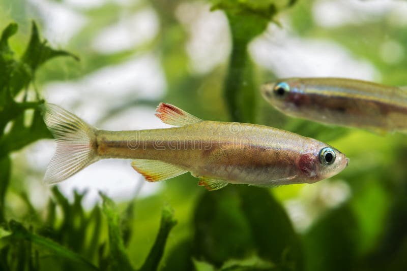 Tanichthys Albonubes - Aquarium Fish Stock Photo - Image of closeup ...