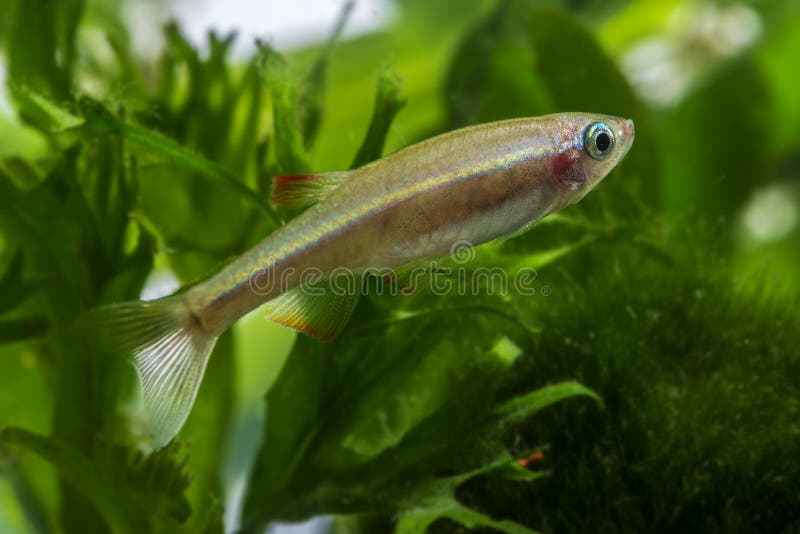 Tanichthys Albonubes - Aquarium Fish Stock Photo - Image of closeup ...