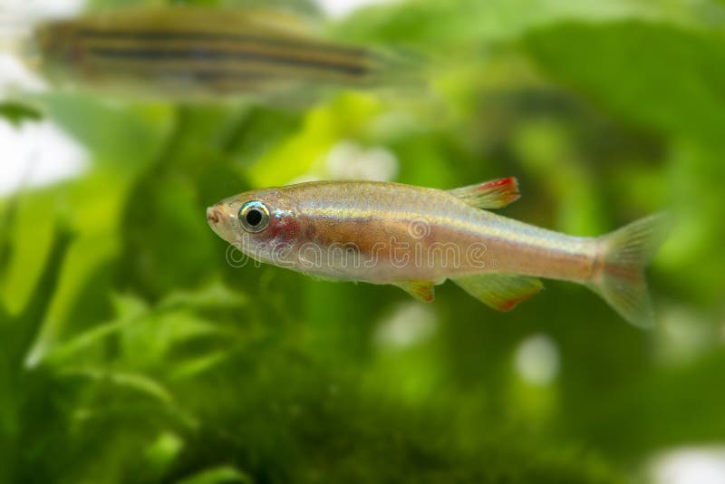 Tanichthys Albonubes - Aquarium Fish Stock Photo - Image of closeup ...