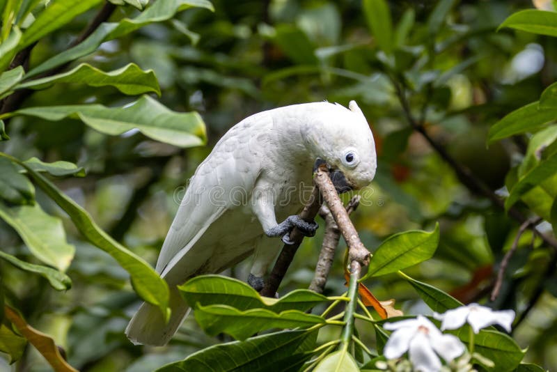 Tanimbar Corella, Cacatua Goffiniana Stock Image - Image of pretty ...