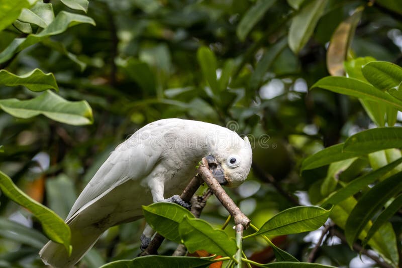 Tanimbar Corella, Cacatua Goffiniana Stock Photo - Image of cute ...
