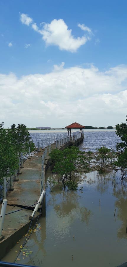 Tanjung Piai Rainforest Stock Photos - Free & Royalty-Free Stock Photos ...