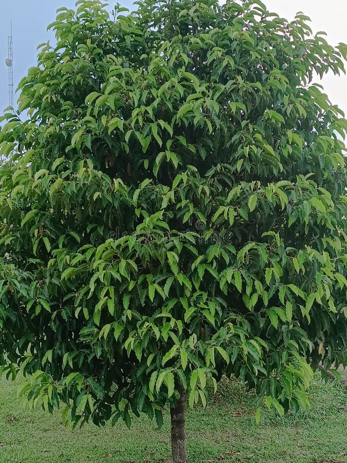Tanjung Tree is One of the Lush Trees that is Usually Used As a Shade ...