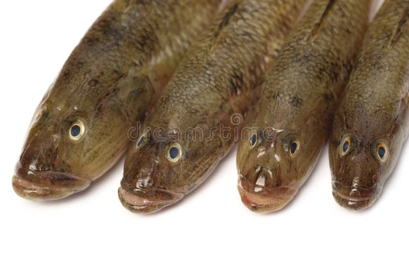 Tank Goby Popular Bele Fish Indian Subcontinent Stock Photos - Free ...