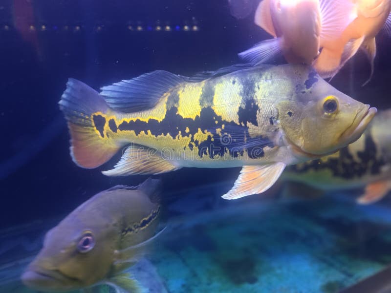 Pbass Monoculus stock image. Image of reef, aquarium - 263492623