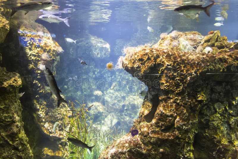 Tanks with Marine Creatures Inside the Barcelona Aquarium Stock Image ...