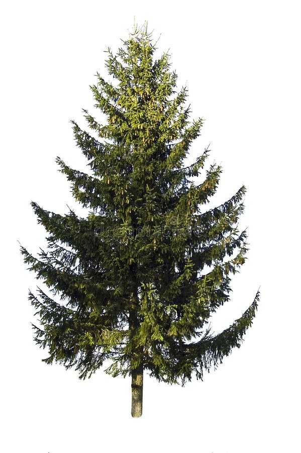 Tanne stockbild. Bild von bild, feier, betrieb, einzeln - 16079785