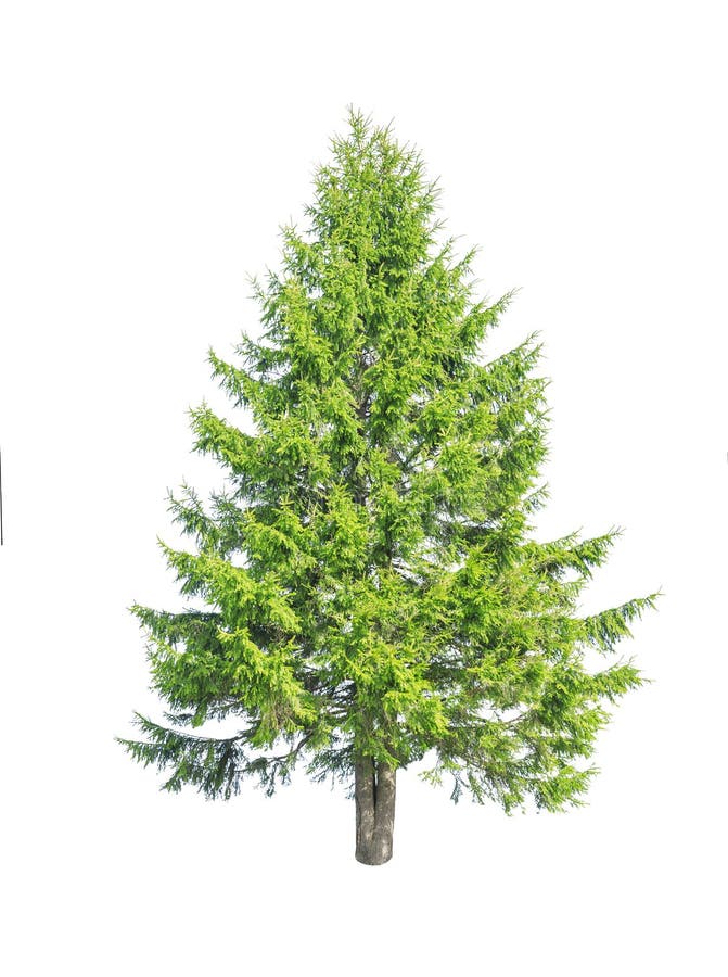 Tanne stockfoto. Bild von getrennt, dekorativ, zweig - 35149444