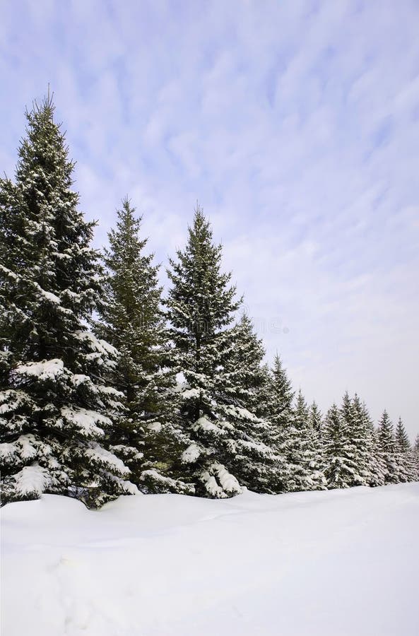 Tanne im Schnee stockbild. Bild von leuchte, hell, baum - 8349227