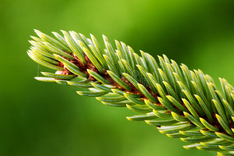 Tanne ` s Zweig. stockbild. Bild von weihnachten, baum - 28697383