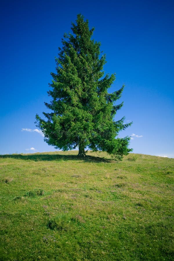 Einzelner Tannenbaum stockbild. Bild von umwelt, wachsen - 16757309