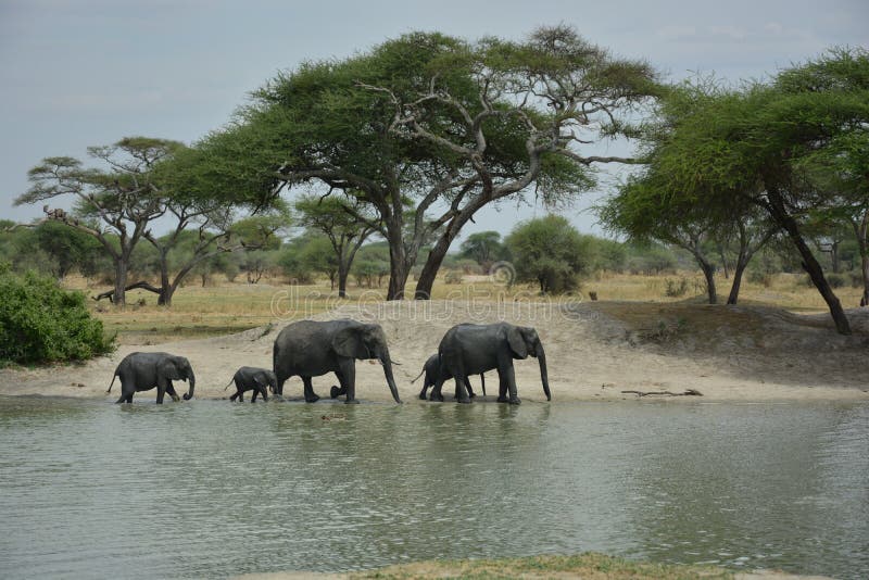 Tansania, Afrika, Wild Lebende Tiere Stockfoto - Bild von seen, region ...
