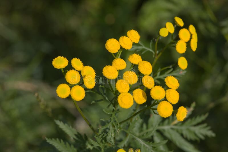 Tansy stock image. Image of nature, scene, close, sunlight - 10896573