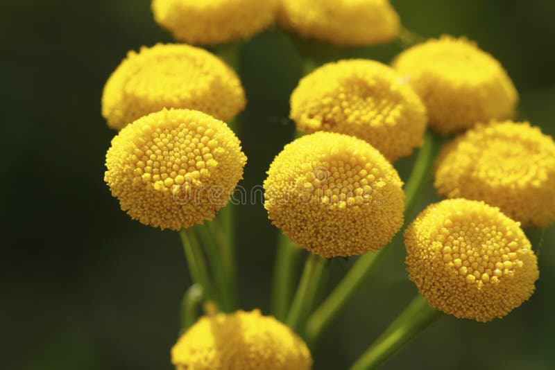 Tansy stock photo. Image of decoration, descriptive, beautiful - 12467954