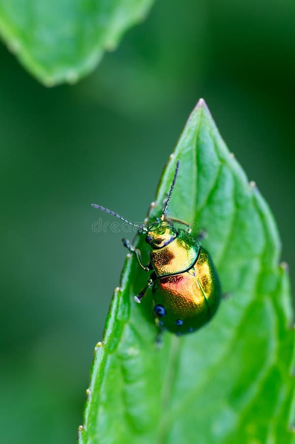 The Tansy Beetle (Chrysolina Graminis) Macro Photography. Stock Image ...
