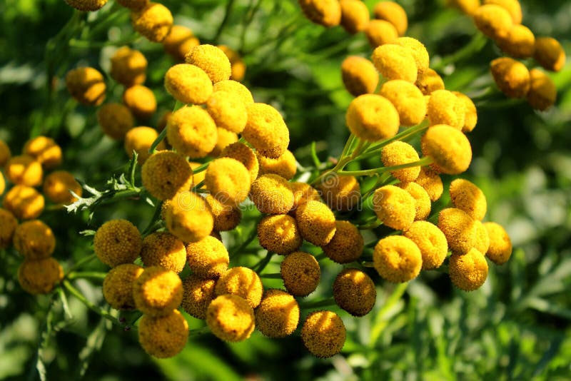 Tansy stock photo. Image of uncultivated, light, nature - 80401176