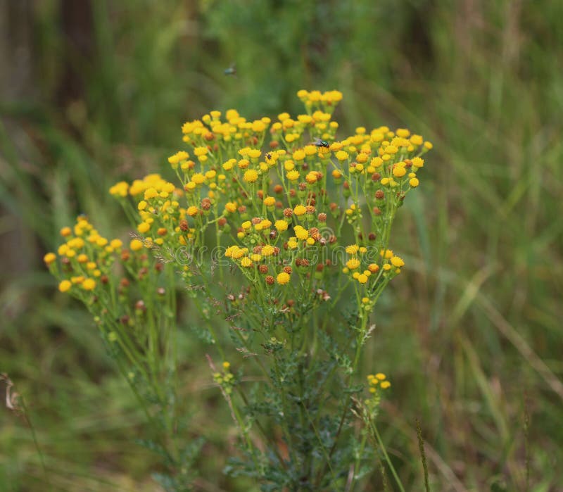 Tansy stock photo. Image of detailed, blossom, medicinal - 97337832