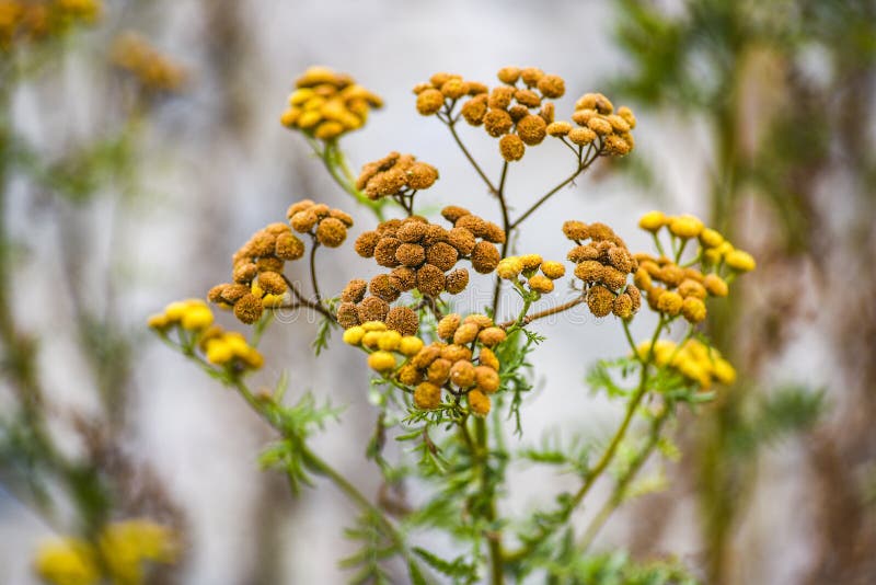 Tansy in the Garden Dried in the Summer Sun. Stock Image - Image of ...