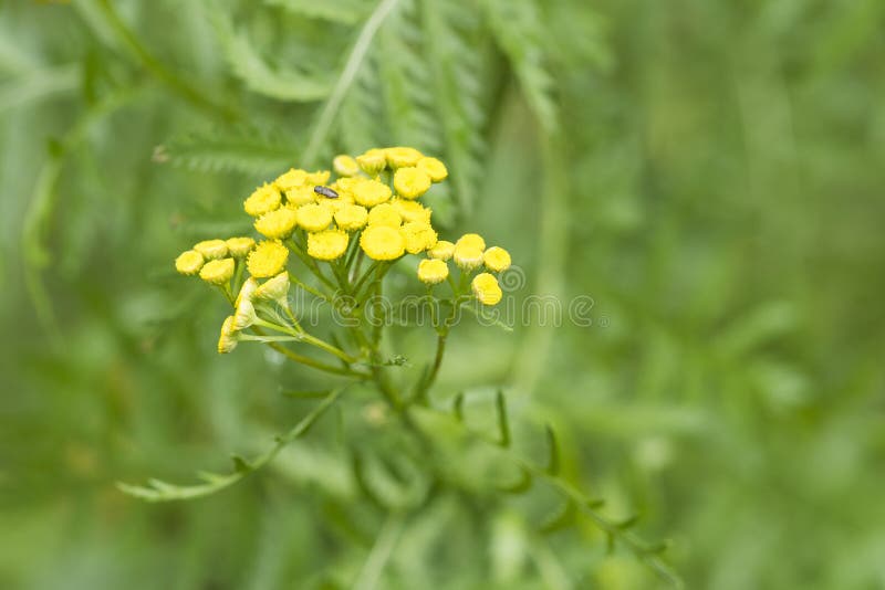 Tansy stock image. Image of green, meadow, anodyne, mugwort - 74696913