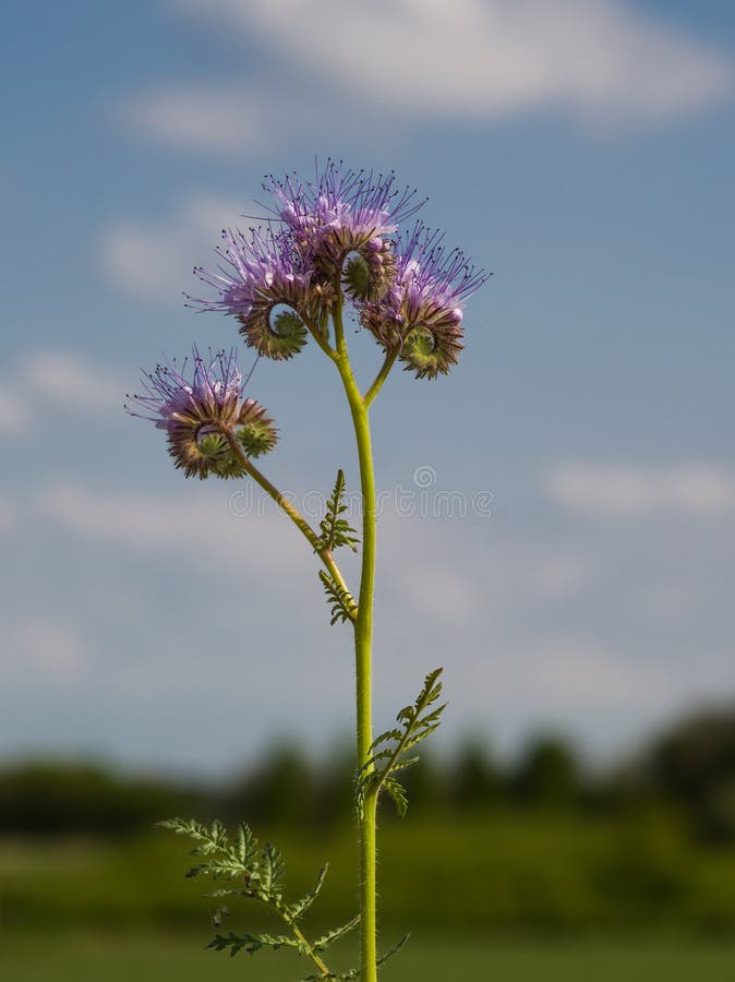 Tansy Phacelia Flowers at the Edge of the Field. Stock Image - Image of ...