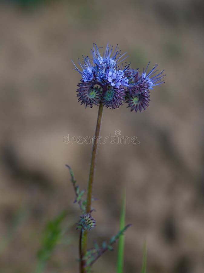 Tansy Phacelia Flowers at the Edge of the Field. Stock Photo - Image of ...