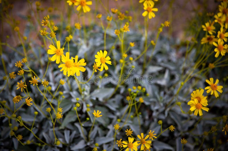 Tansy Ragwort Flower stock photo. Image of ragwort, palm - 275676314