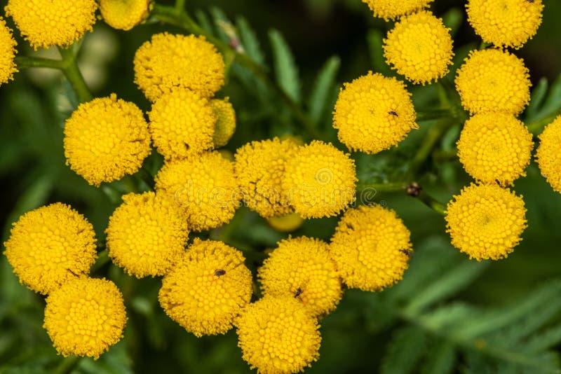 Tansy Flowers stock photo. Image of flowers, buttons - 187036618