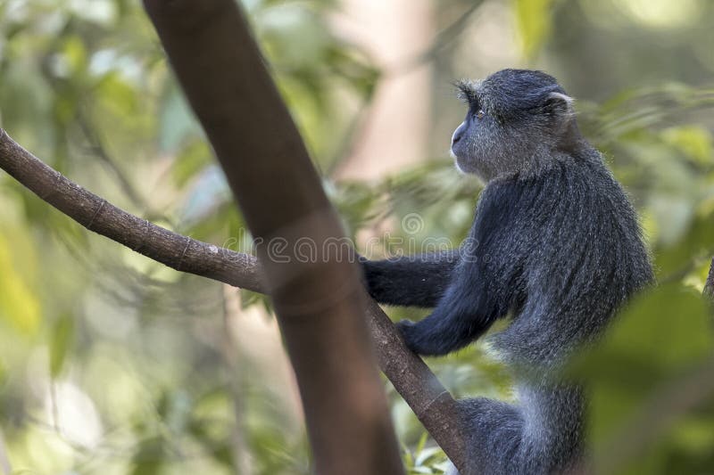 Tanzania - Lake Manyara National Park - Diademed Monkey (Cercopithecus ...