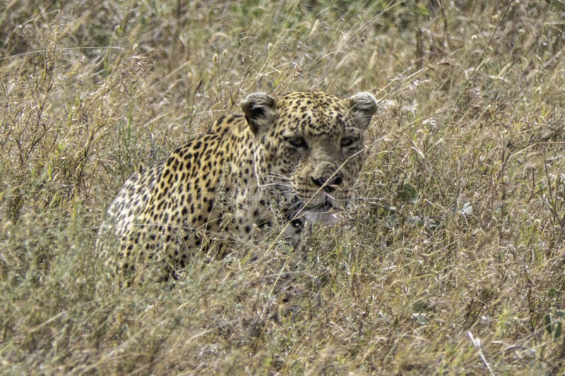 Tanzania, Serengeti, Leopard in the Plain of the National Park Stock ...
