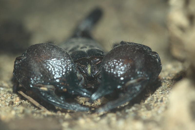 Tanzanian Red Clawed Scorpion Stock Photos - Free & Royalty-Free Stock ...