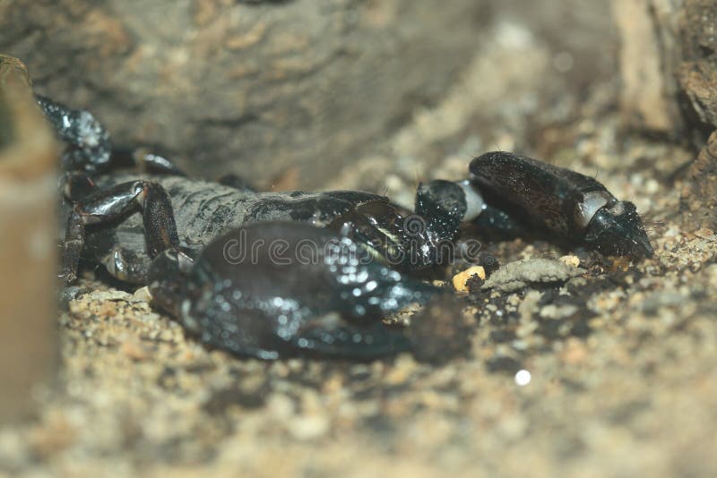 Tanzanian Red Clawed Scorpion Stock Image - Image of scorpion, clawed ...