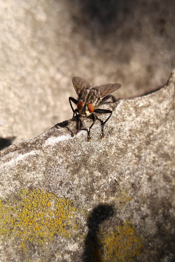 Taon photo stock. Image du instruction, nature, biologie - 26134392