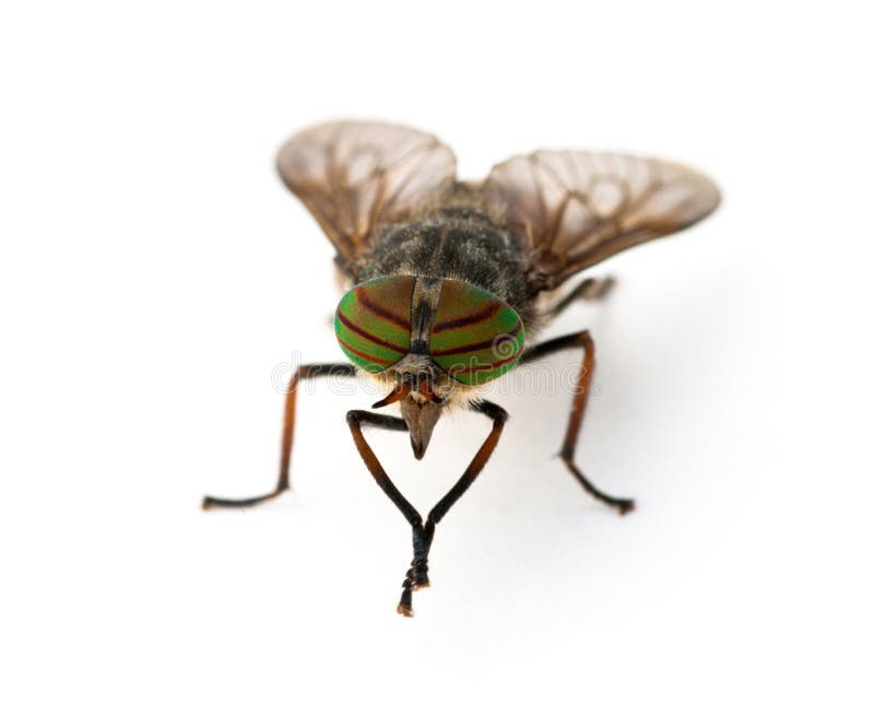 Taon image stock. Image du mouche, isolement, taon, blanc - 20275827