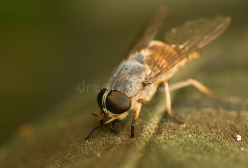 Taon photo stock. Image du nature, pattes, photographie - 26134392