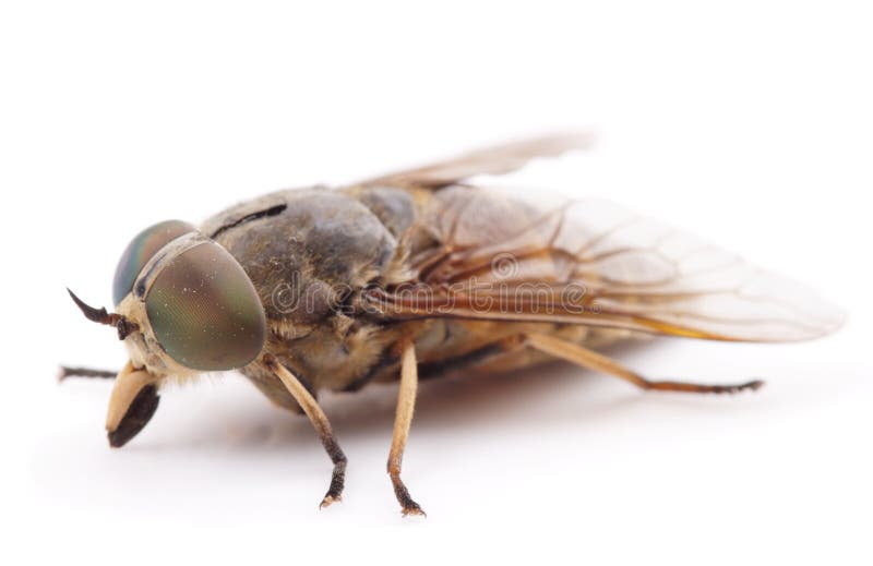 Taon photo stock. Image du biologie, brise, moucheron - 26509100