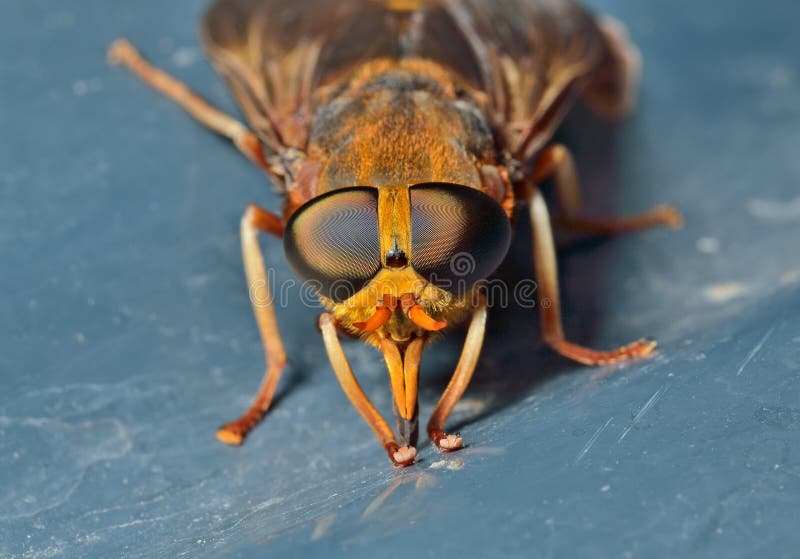 Taon 5 image stock. Image du entomologie, taon, extérieur - 38308925