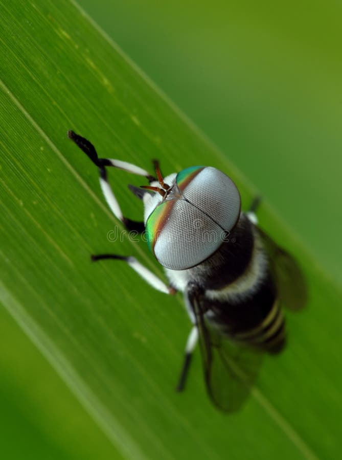 Taon image stock. Image of miracle, complexe, évolution - 5600633