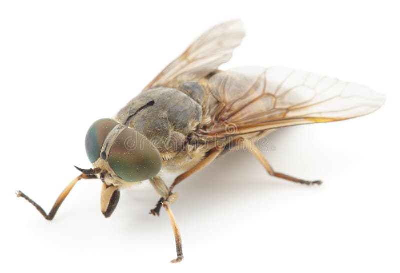 Taon photo stock. Image du insecte, unhygienic, fond - 26509100