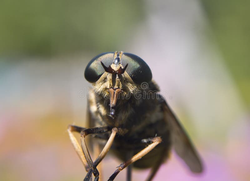 Taon - insecte dangereux photo stock. Image du image - 61268082