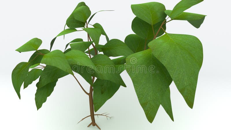 Tap Root stock illustration. Illustration of dandelion - 84225601