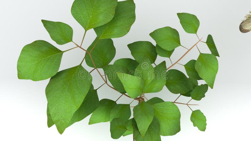 Tap Root stock image. Image of root, showing, bean, seedling - 84227539