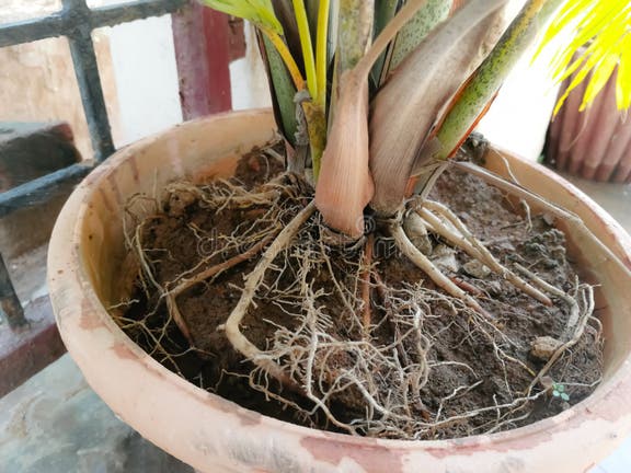 Tap Root System in Areca Palm Tree Stock Photo - Image of processing ...