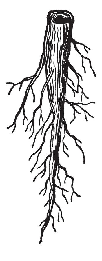 Tap Root Vintage Illustration Stock Vector - Illustration of grows ...