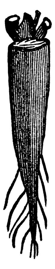 Tap Root Stock Illustrations – 182 Tap Root Stock Illustrations ...