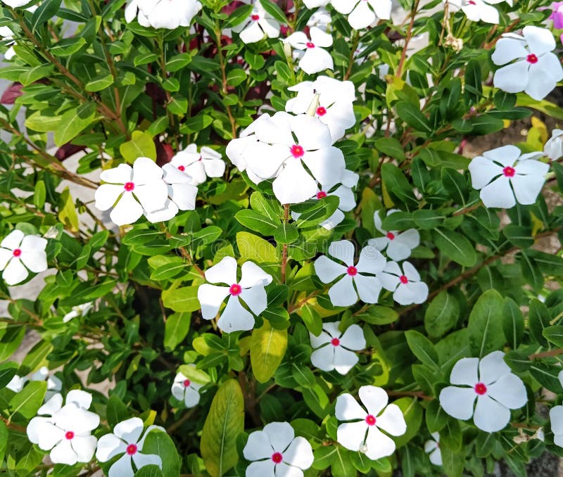 The Tapak Dara Flower is an Annual Shrub that Comes from Madagascar ...